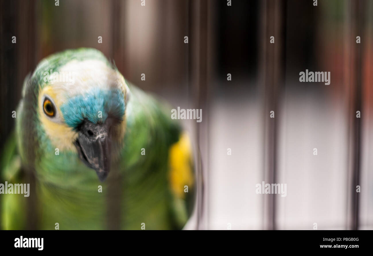 Birds in nature, outdoor photographs at every moment of the day ...