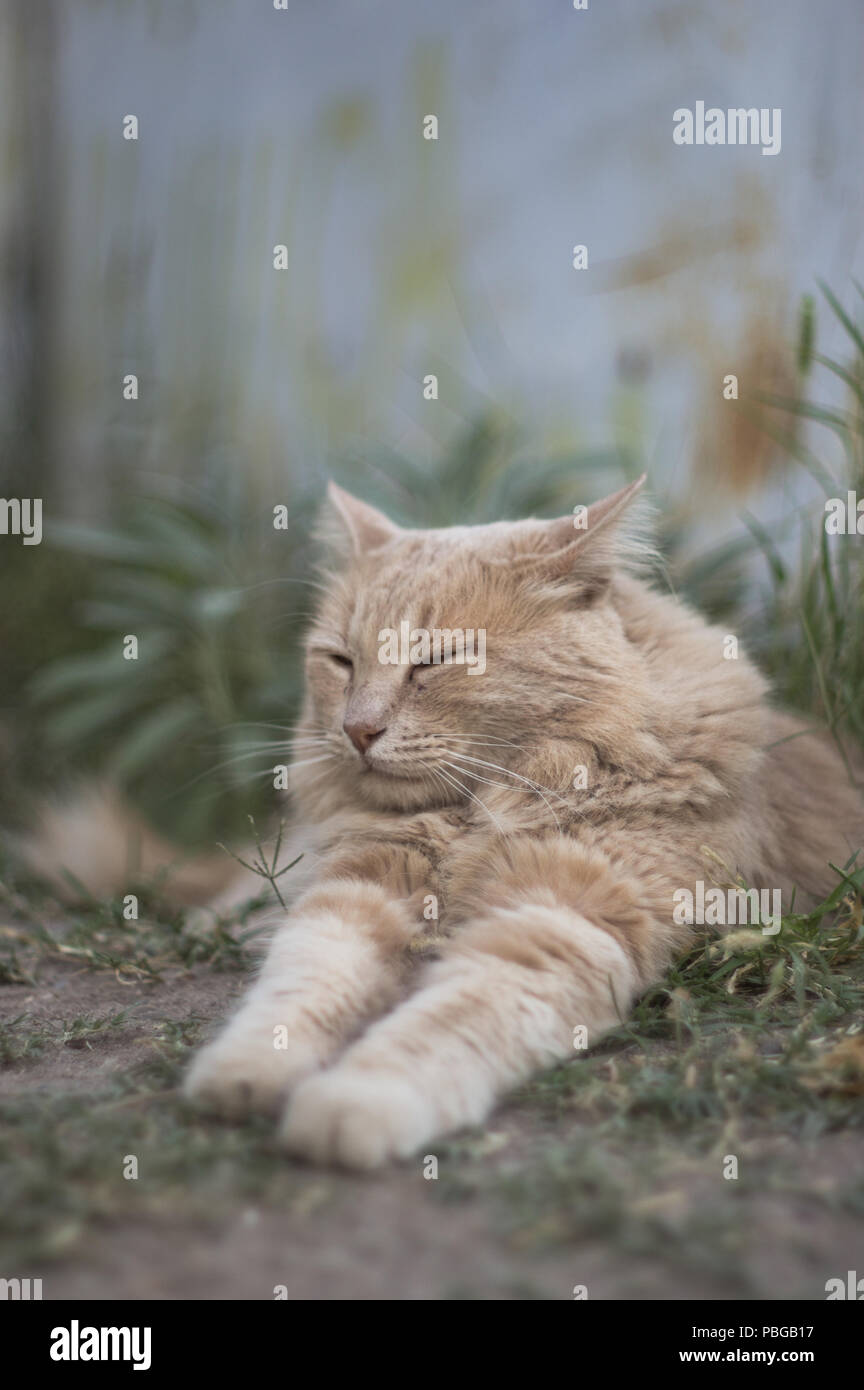 Cats in nature, outdoor photography at every moment of the day, natural ...