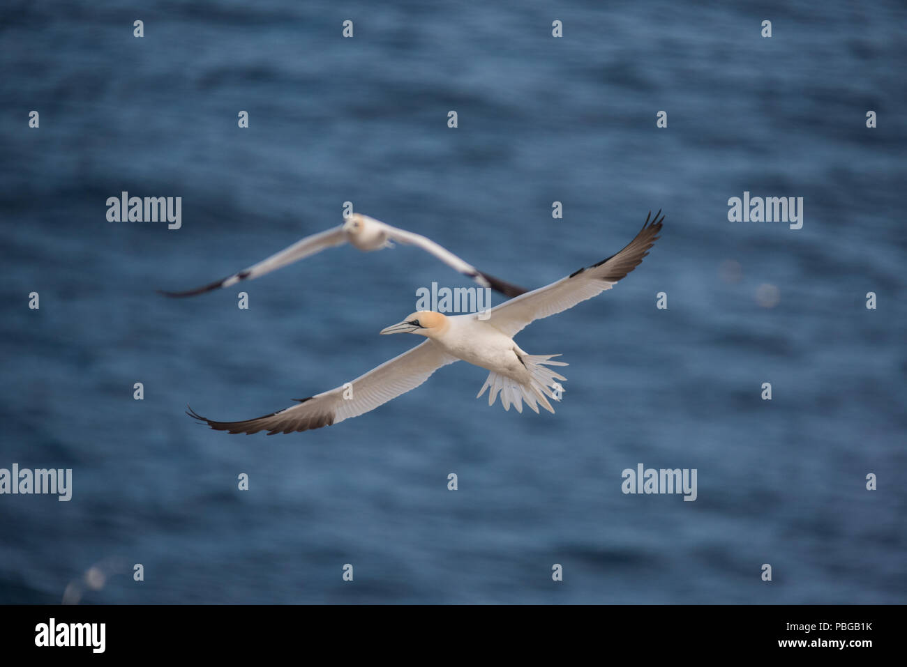 Dancing In The Wind High Resolution Stock Photography and Images - Alamy