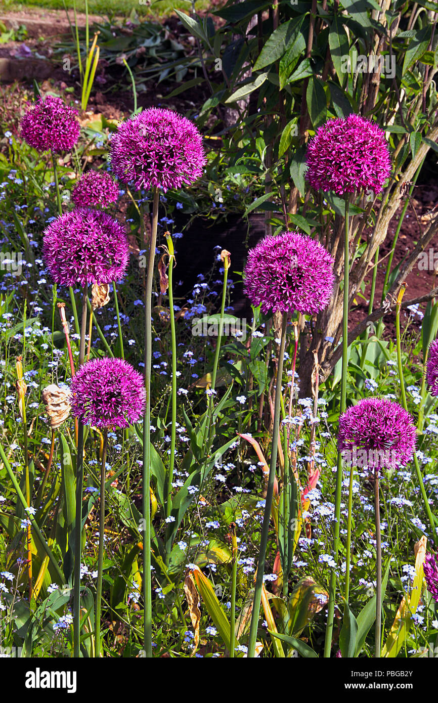 Allium sativum bulb with flower hi-res stock photography and images - Alamy