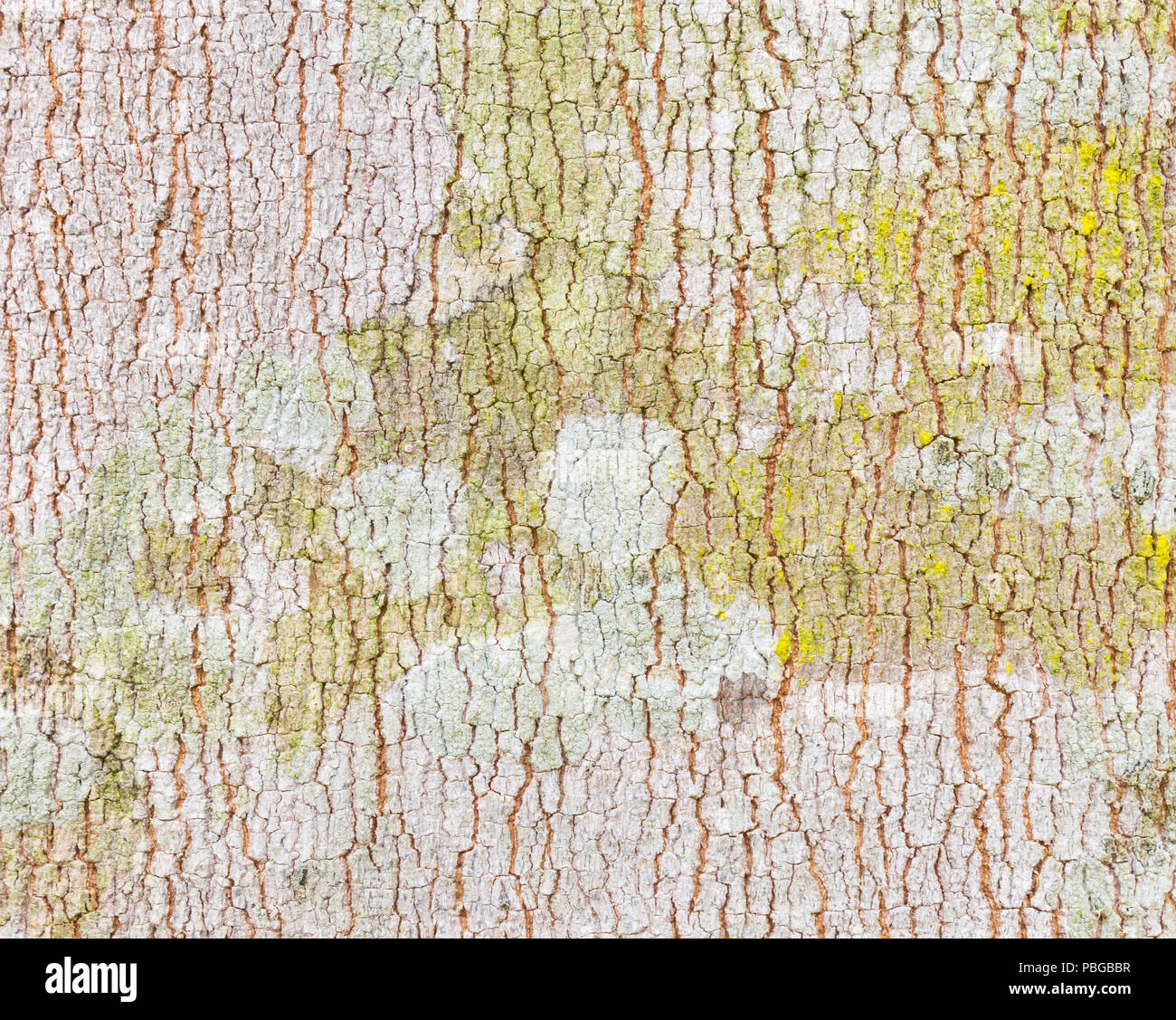 Rubber Tree Bark Texture Background. Natural rubber tree bark texture ...