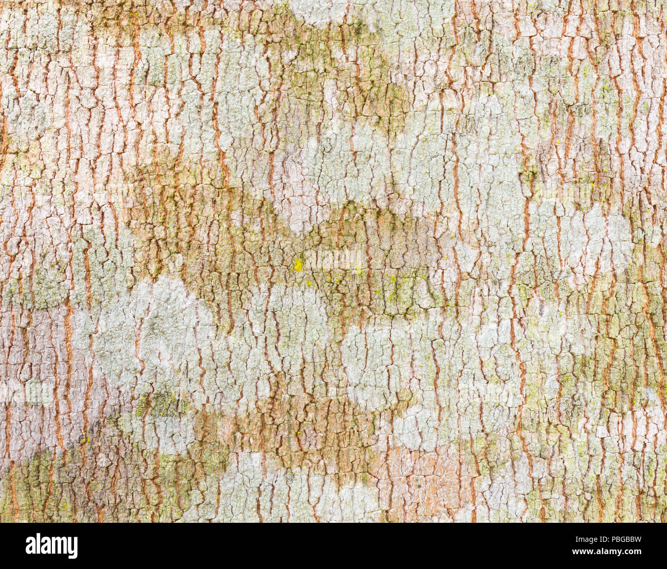 Rubber Tree Bark Texture Background. Natural rubber tree bark texture ...