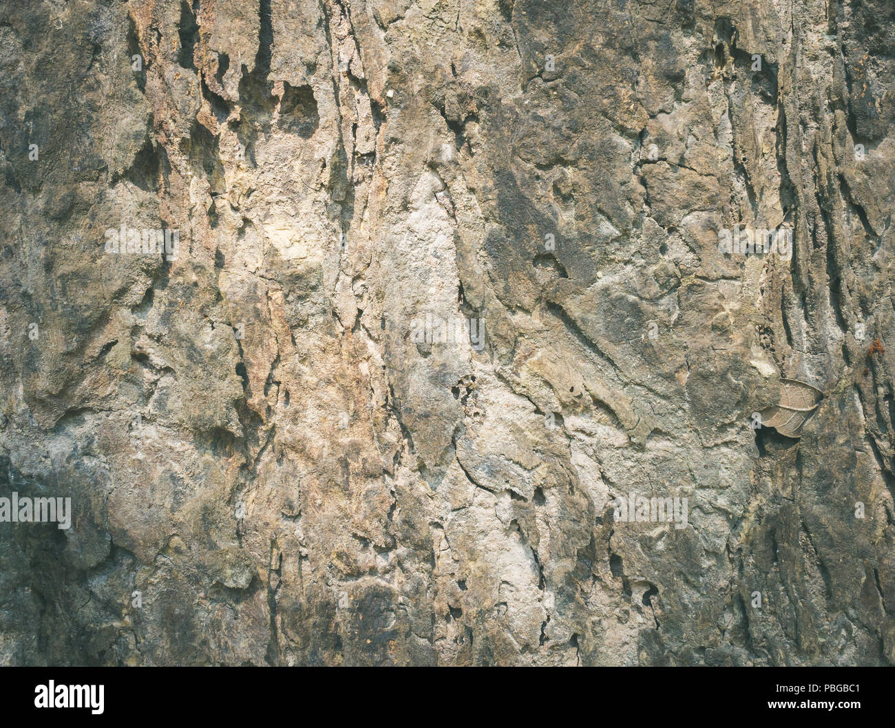 Brown tree Bark Texture Background. Natural tree bark texture for ...