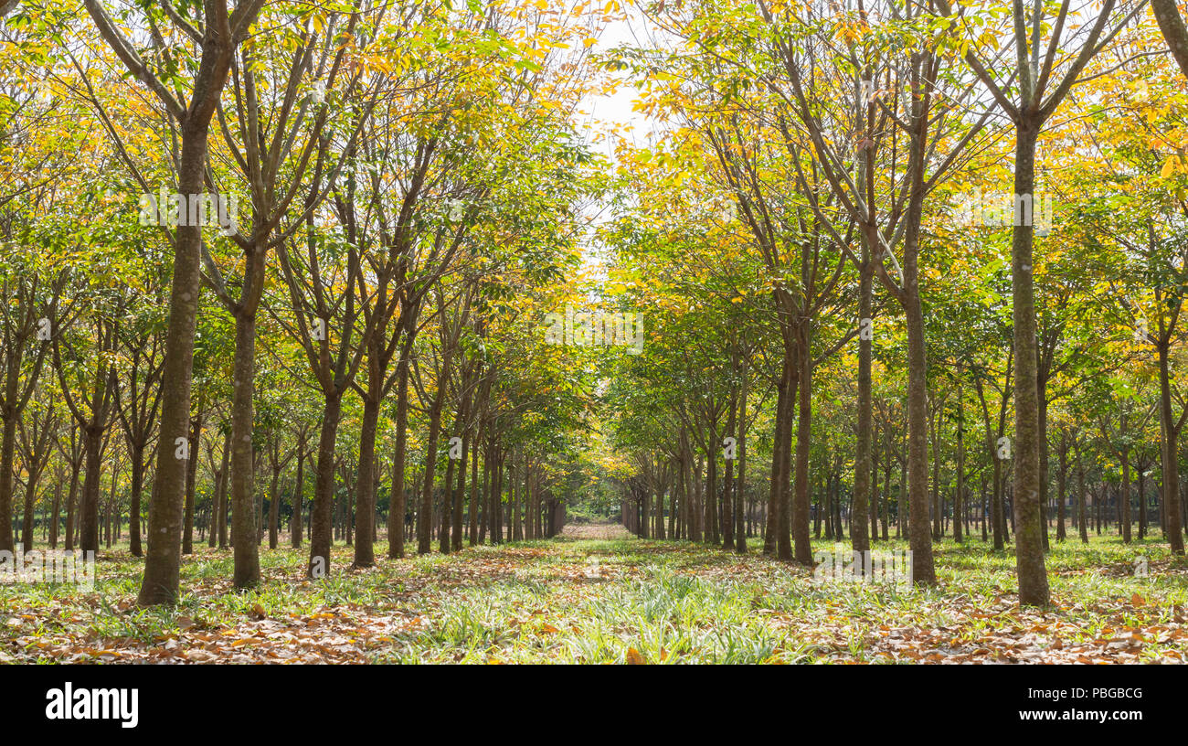 Rubber Tree in Rubber Forest Background low angle. Rubber forest in ...