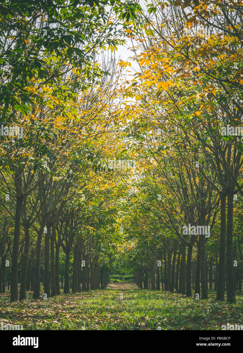 Rubber Tree in Rubber Forest Background. Rubber forest in rainy season ...