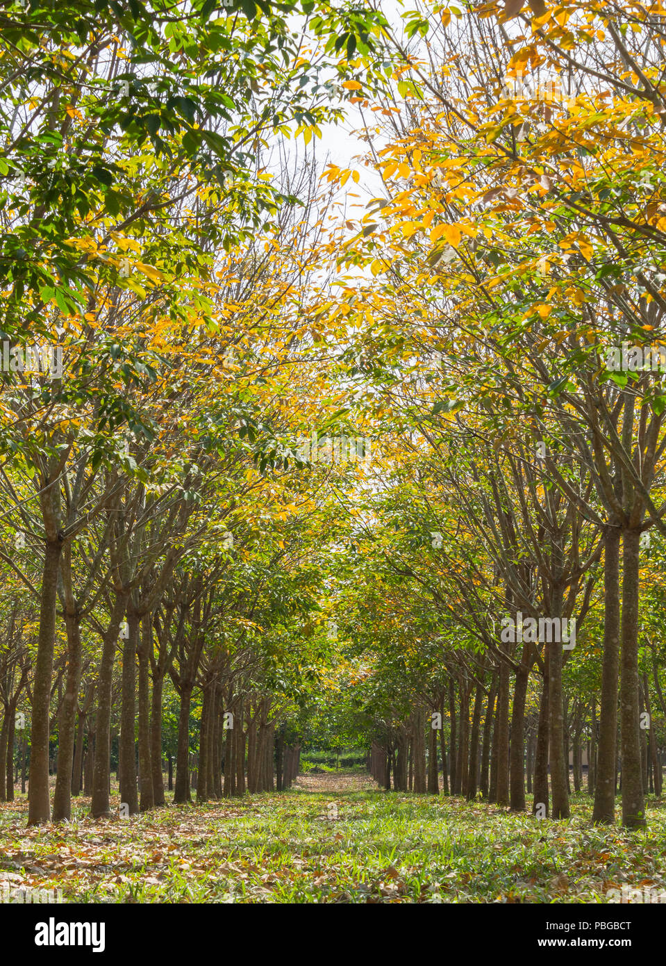Rubber Tree in Rubber Forest Background. Rubber forest in rainy season ...
