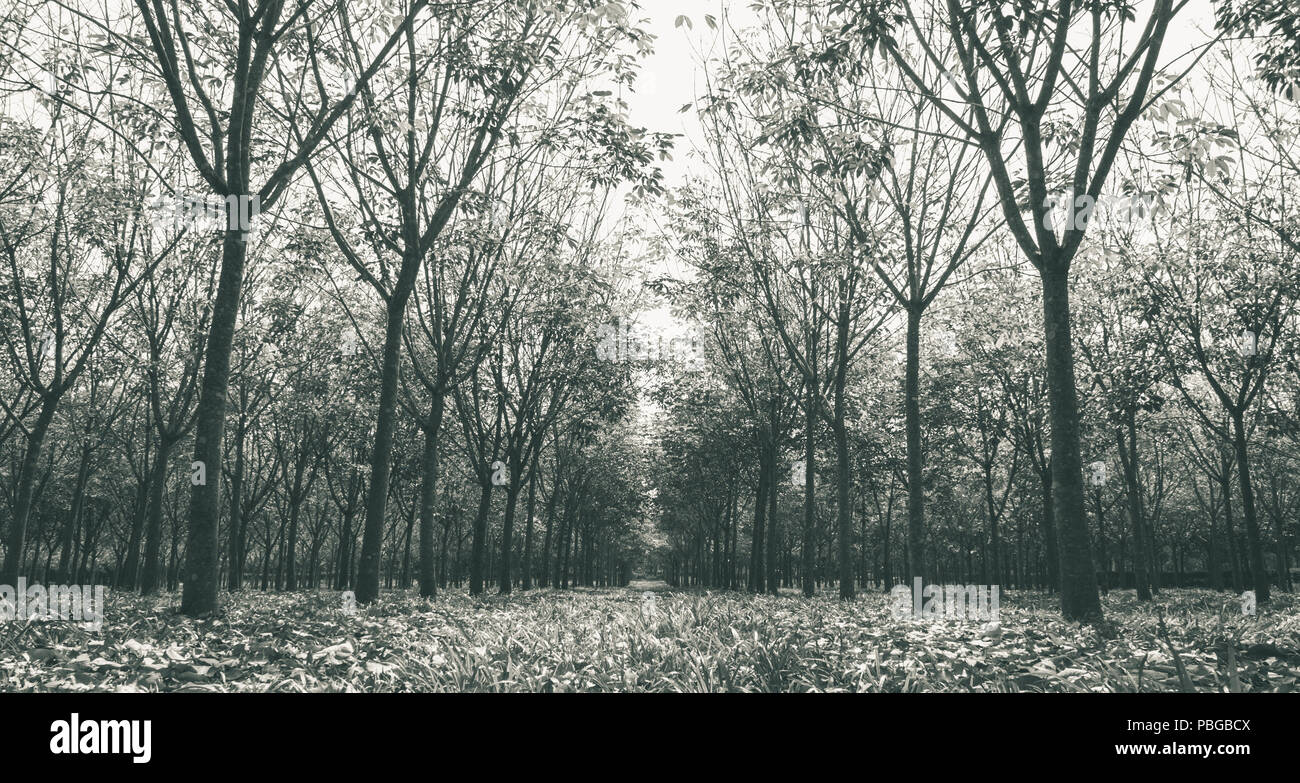 Rubber Tree in Rubber Forest Background. Rubber forest in rainy season ...