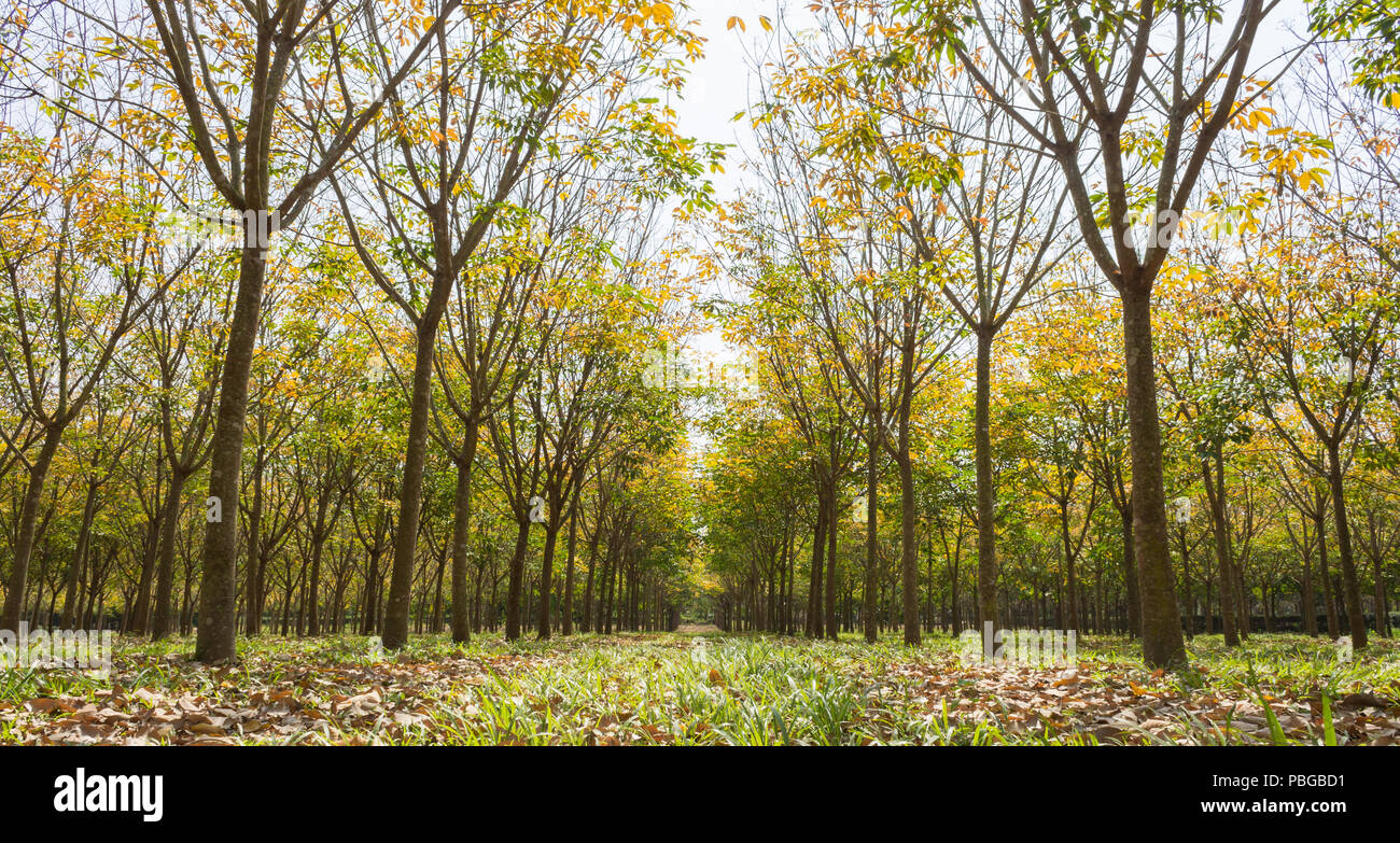 Rubber Tree in Rubber Forest Background. Rubber forest in rainy season ...