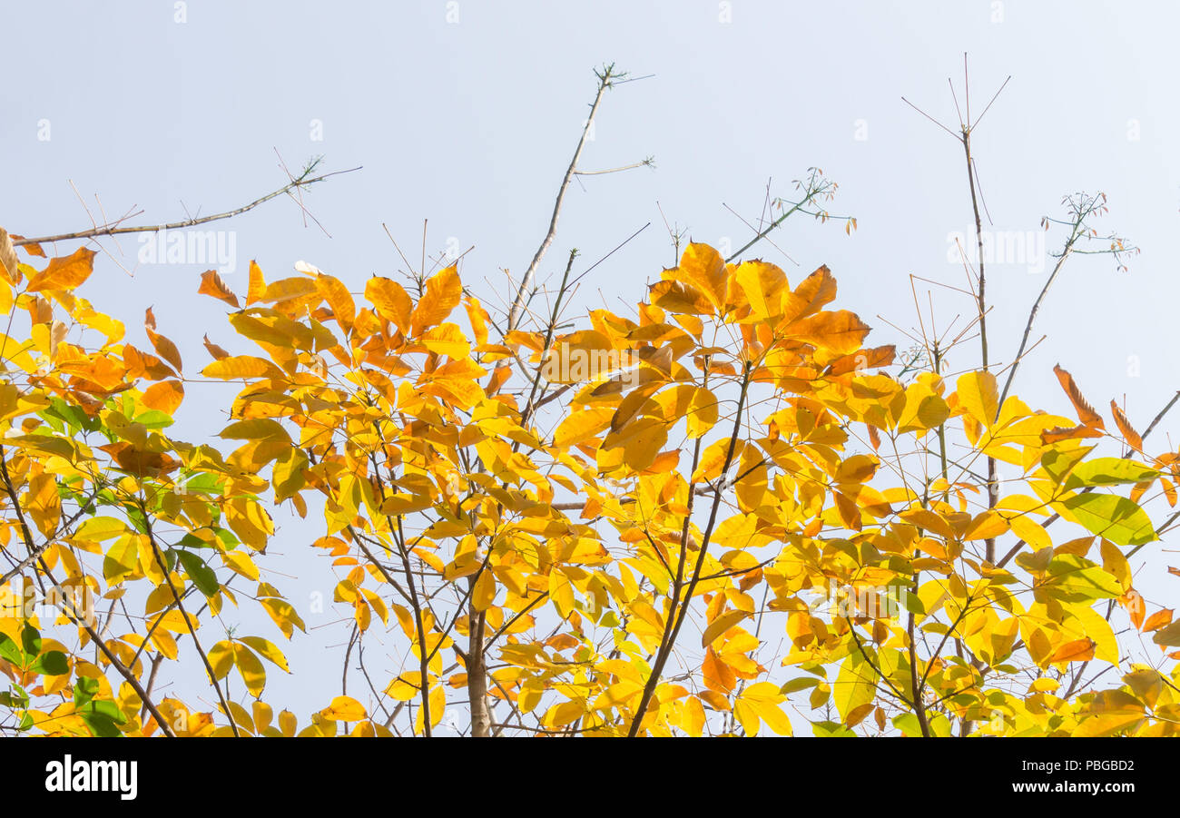 Yellow Rubber Tree Leaves on Sky Background. Yellow rubber tree leaves ...