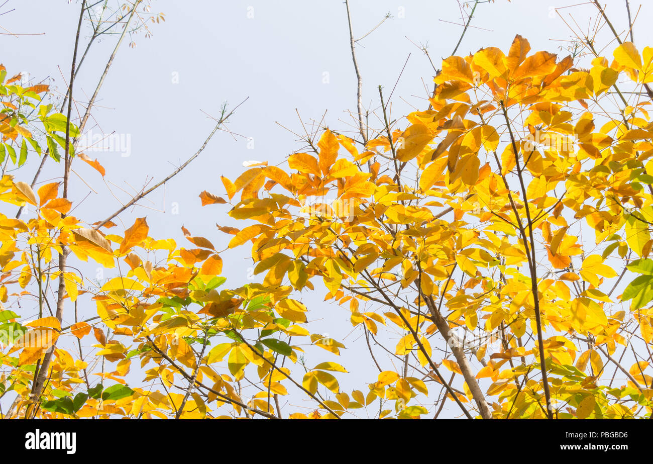 Yellow Rubber Tree Leaves on Sky Background. Yellow rubber tree leaves ...