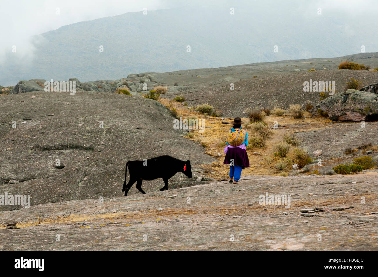Cattle herder herding herd cattle hi-res stock photography and images ...