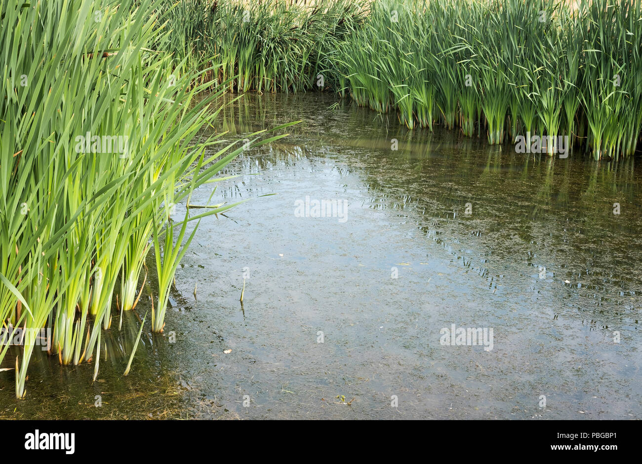 Still shallow pool with reeds Stock Photo - Alamy
