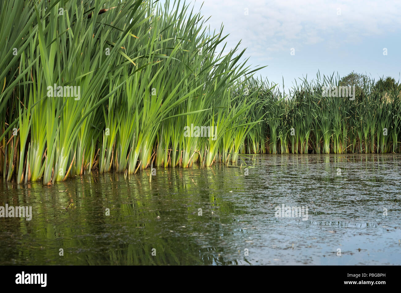 Still shallow pool with reeds Stock Photo - Alamy