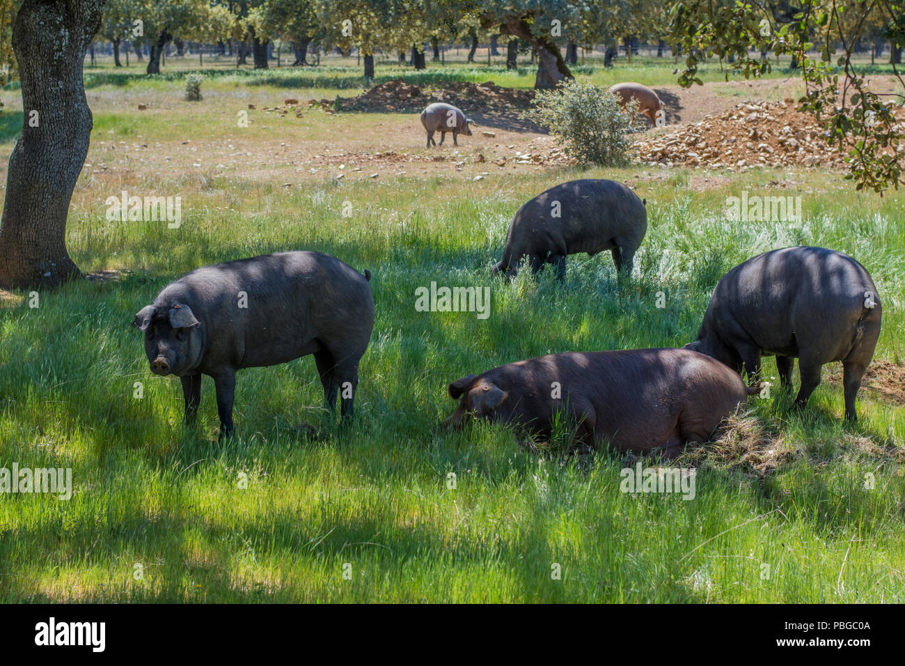 Iberian pigs eating acorns in the oak field in Salamanca, Spain Stock ...
