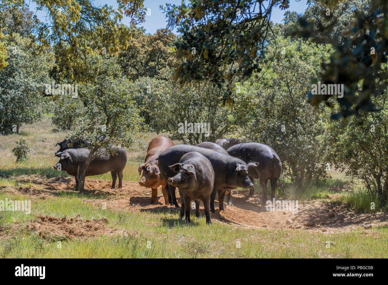 Black iberian pig acorns hi-res stock photography and images - Alamy