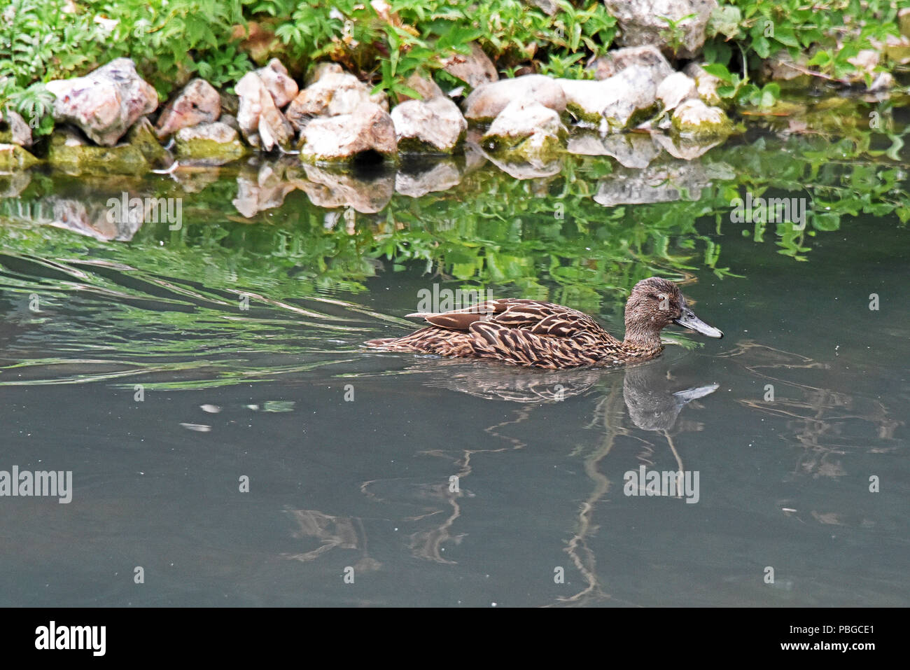 A lone Meller's Duck (Anas melleri) swimming on a small lake in ...