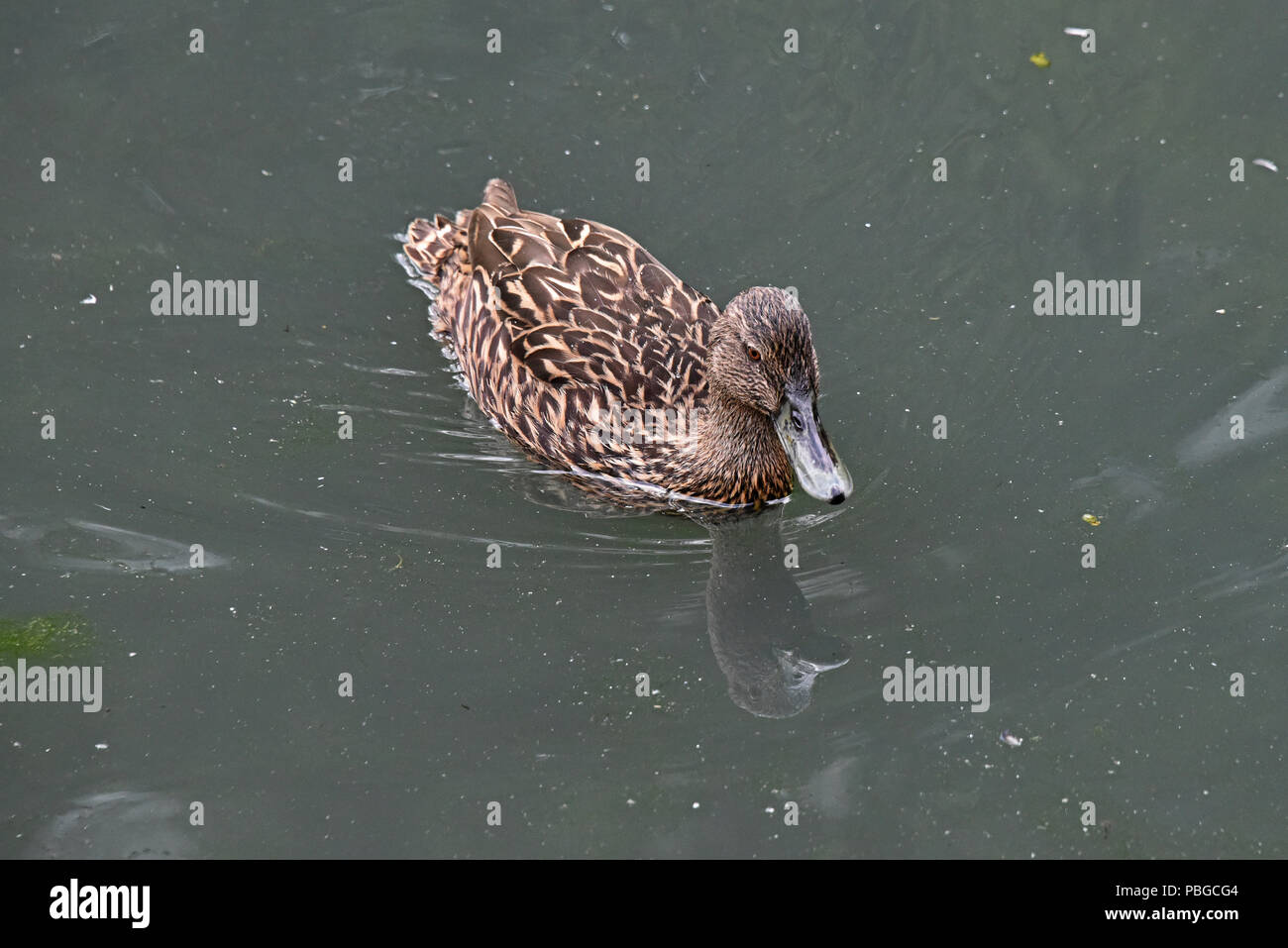 A lone Meller's Duck (Anas melleri) swimming on a small lake in ...