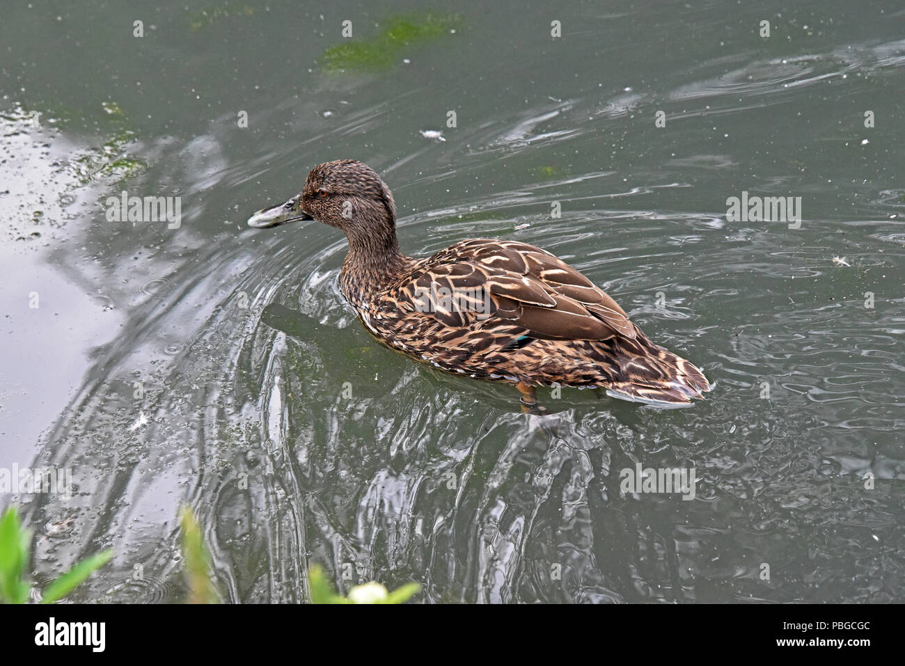 A lone Meller's Duck (Anas melleri) swimming on a small lake in ...