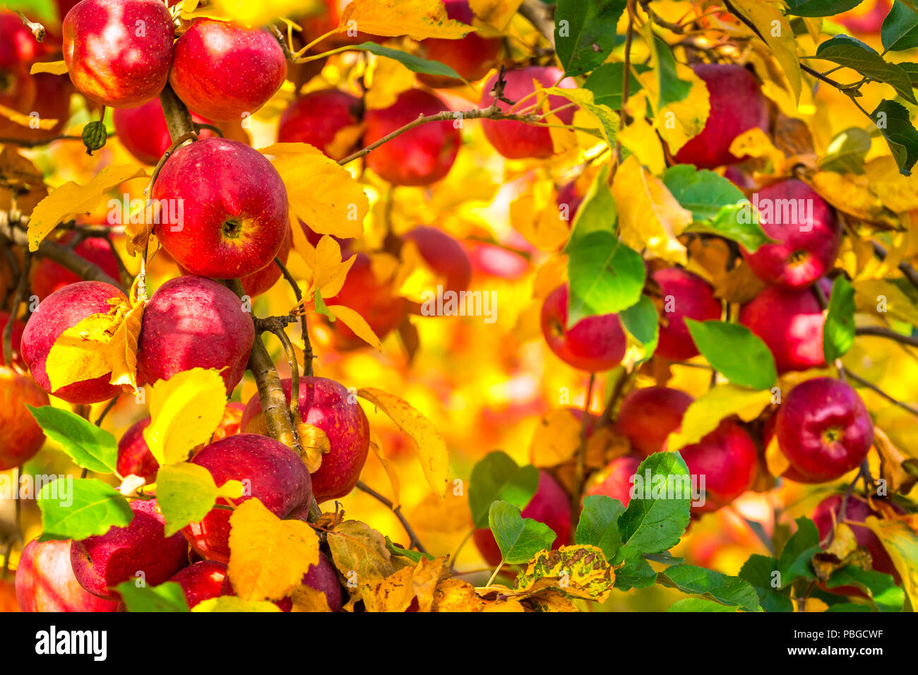 Apple orchard september hi-res stock photography and images - Alamy