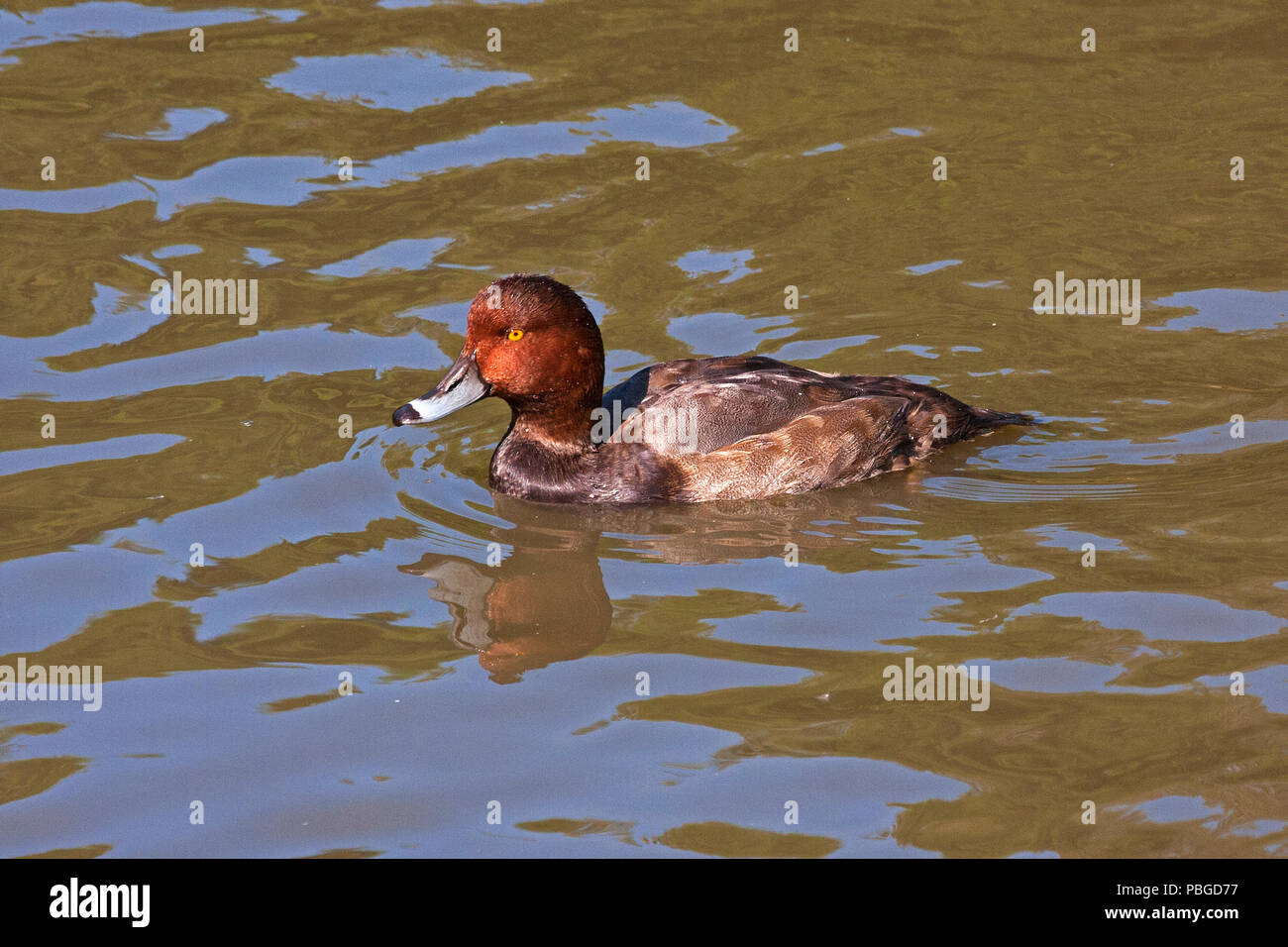 Male red headed duck hi-res stock photography and images - Alamy