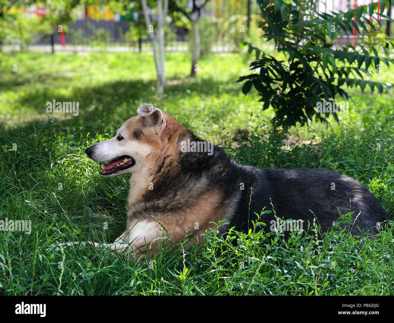 Homeless animals hi-res stock photography and images - Alamy