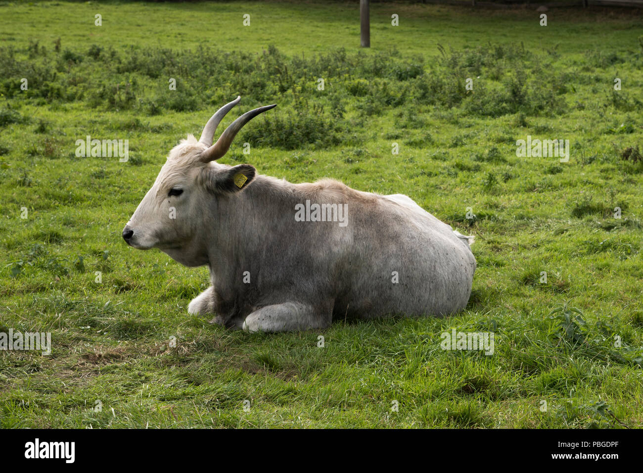 Hungarian grey cattle or hungarian steppe cattle hi-res stock ...