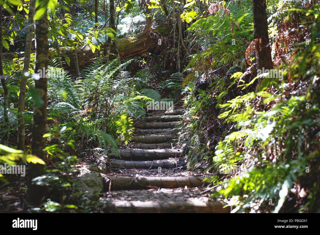 wood path way in Forrest Stock Photo - Alamy