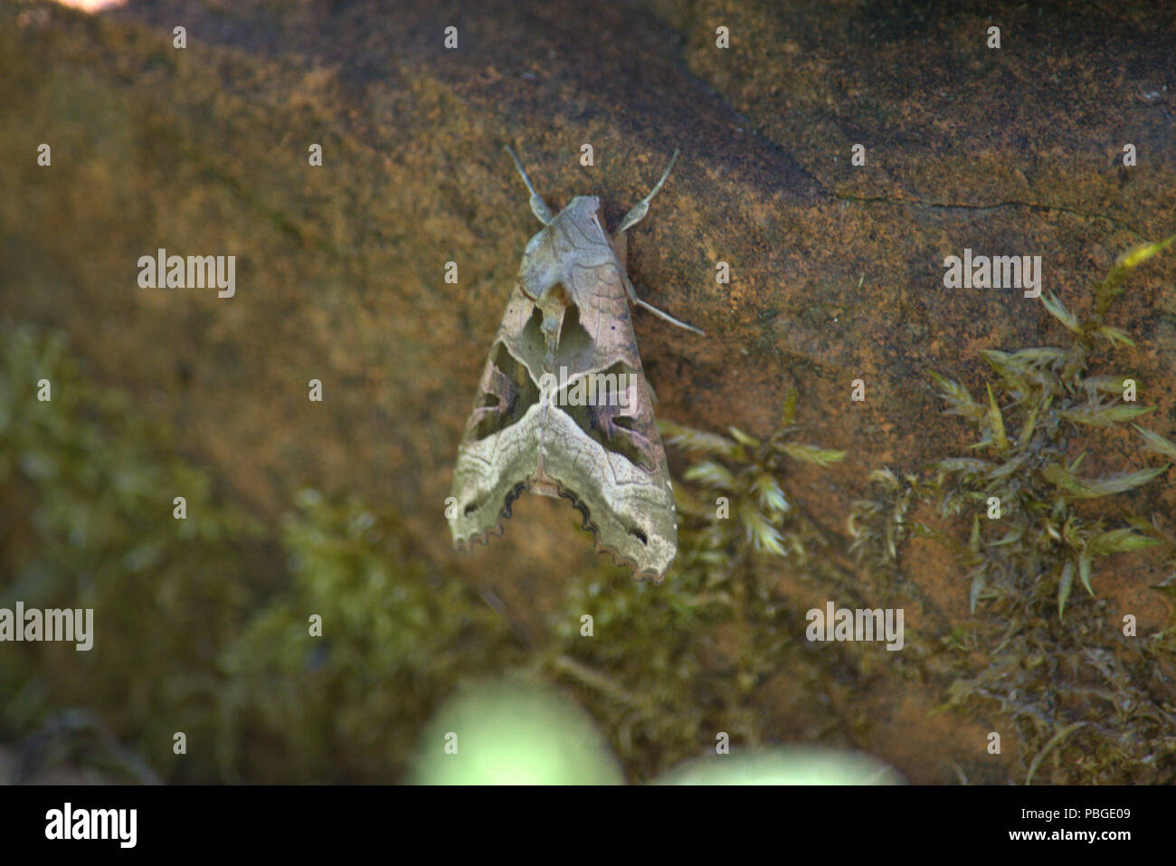 Angel Shades Moth on a rock Stock Photo - Alamy