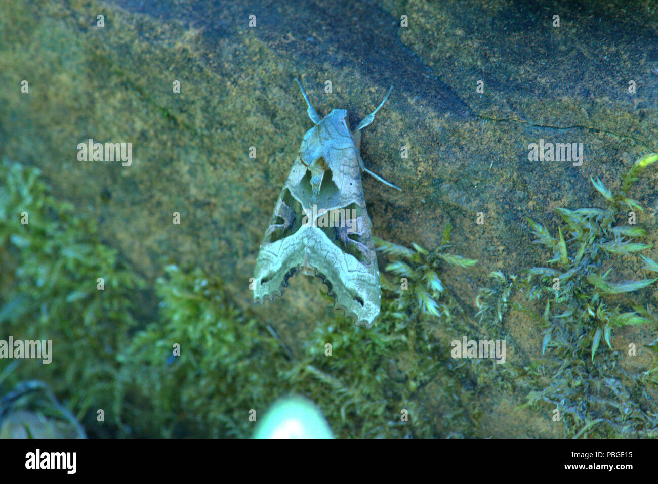Angel Shades Moth Stock Photo - Alamy
