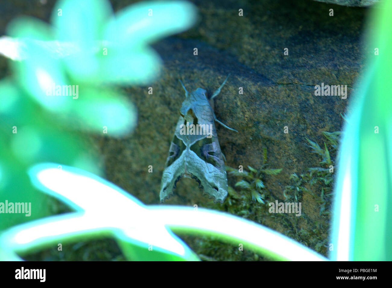 Angel shades moth hi-res stock photography and images - Alamy