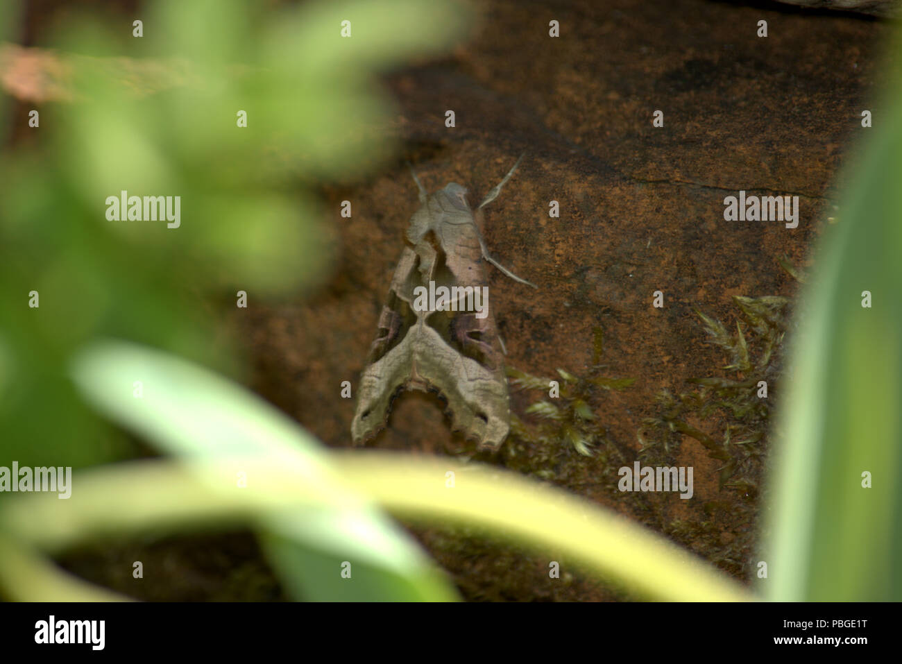 Angel Shades Moth on a rock Stock Photo - Alamy