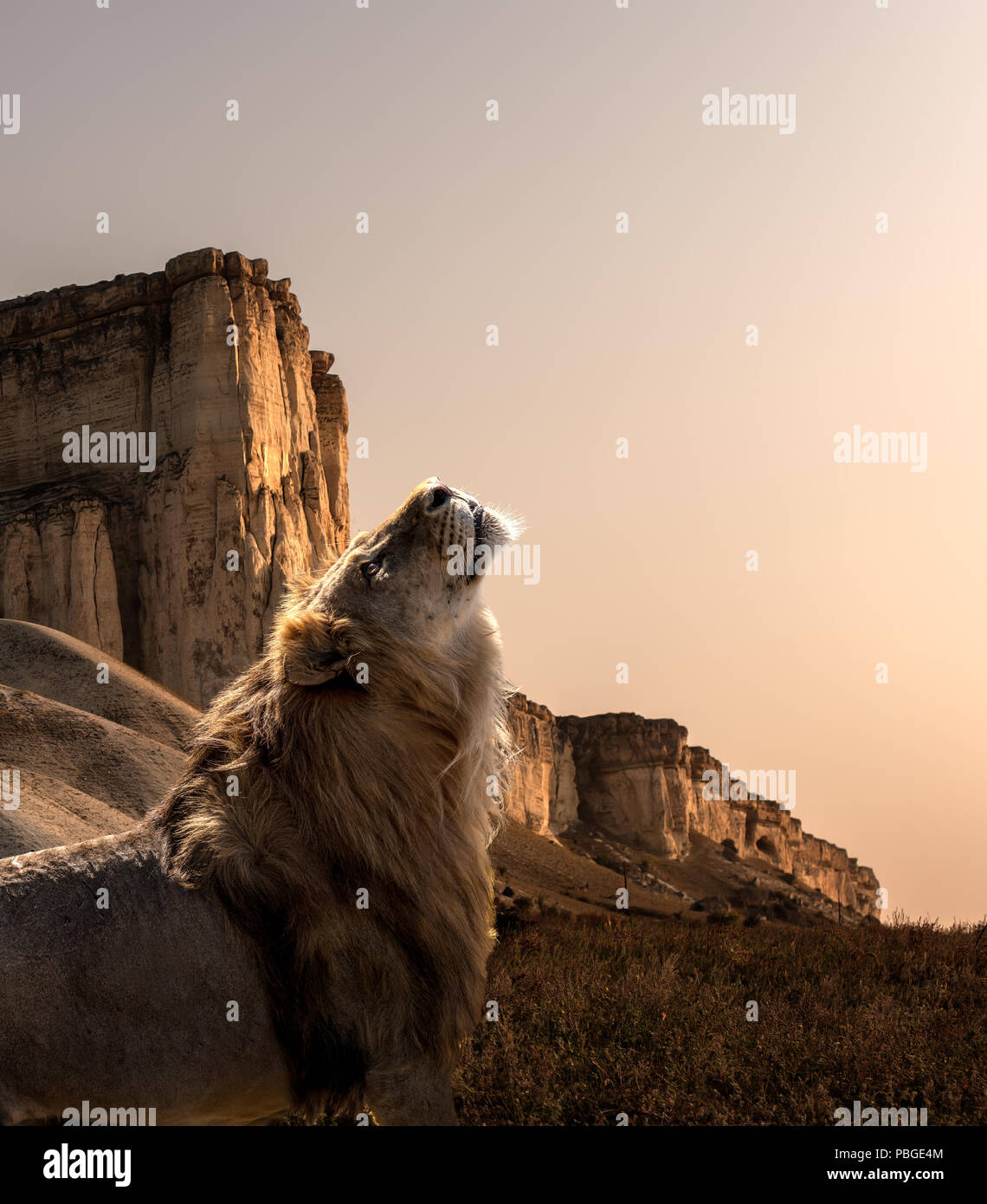alone lion on savannah landscape background stare up, close up muzzle ...