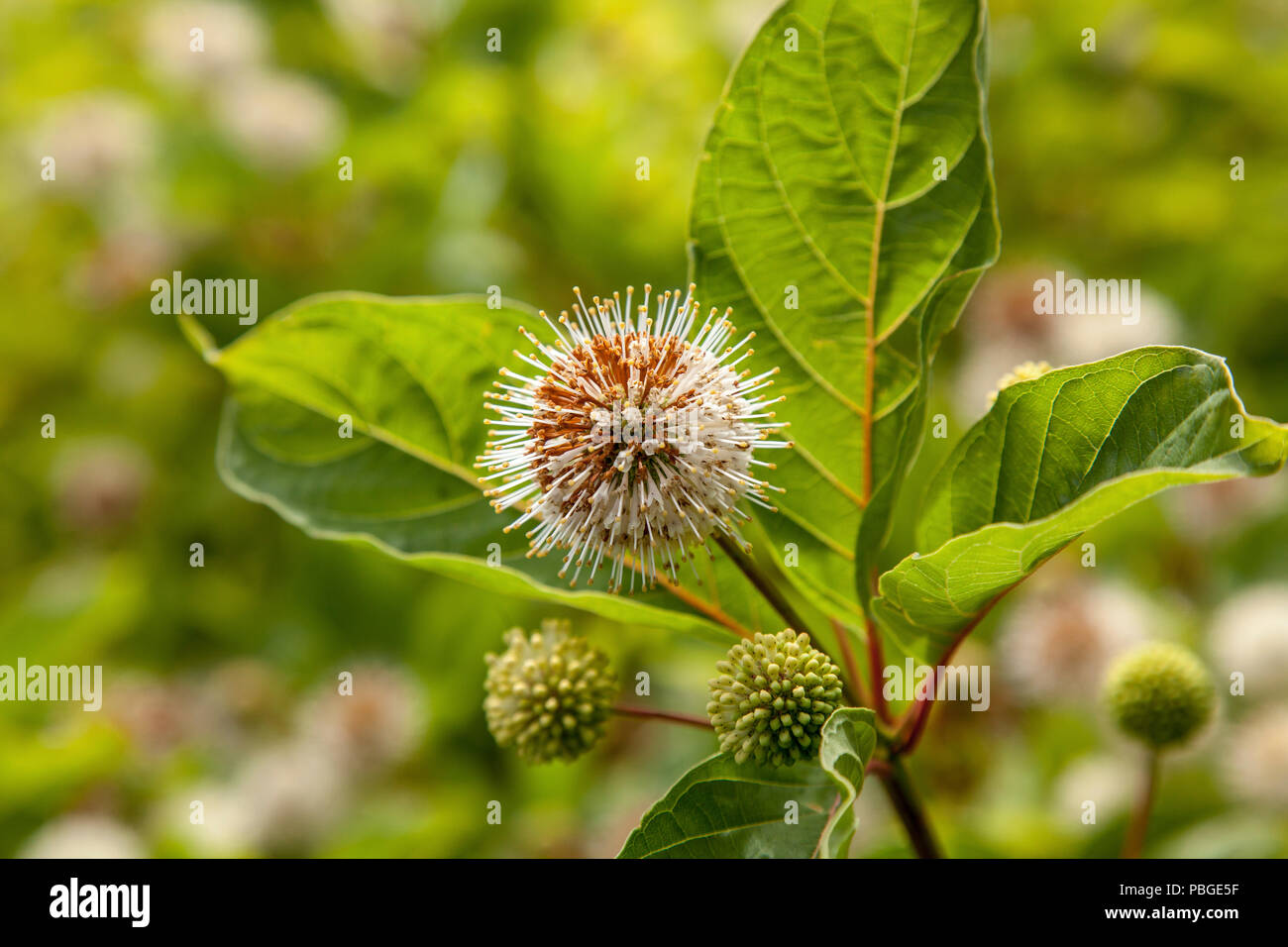 Bud parks hi-res stock photography and images - Alamy