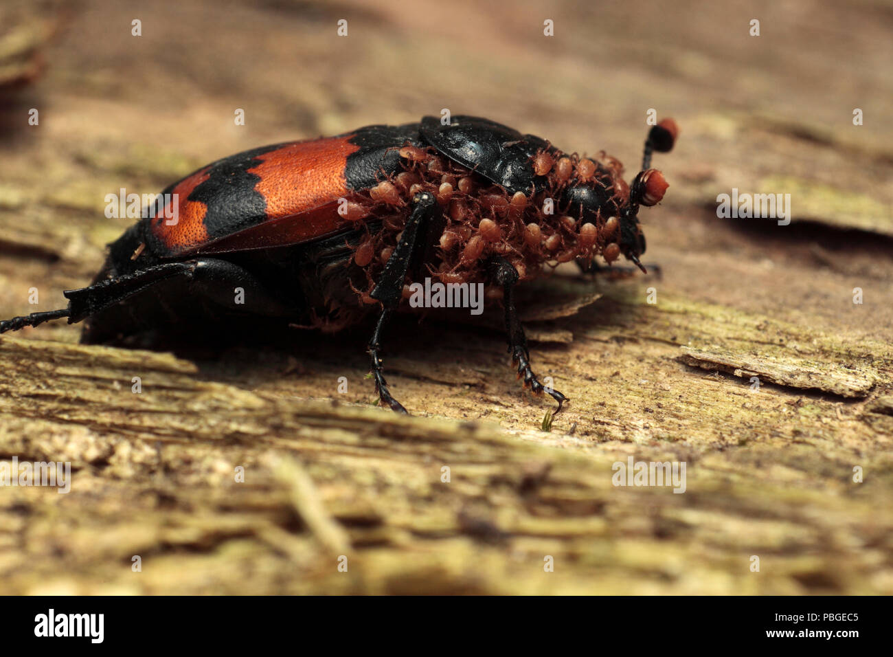 Carrion beetles and mites hi-res stock photography and images - Alamy