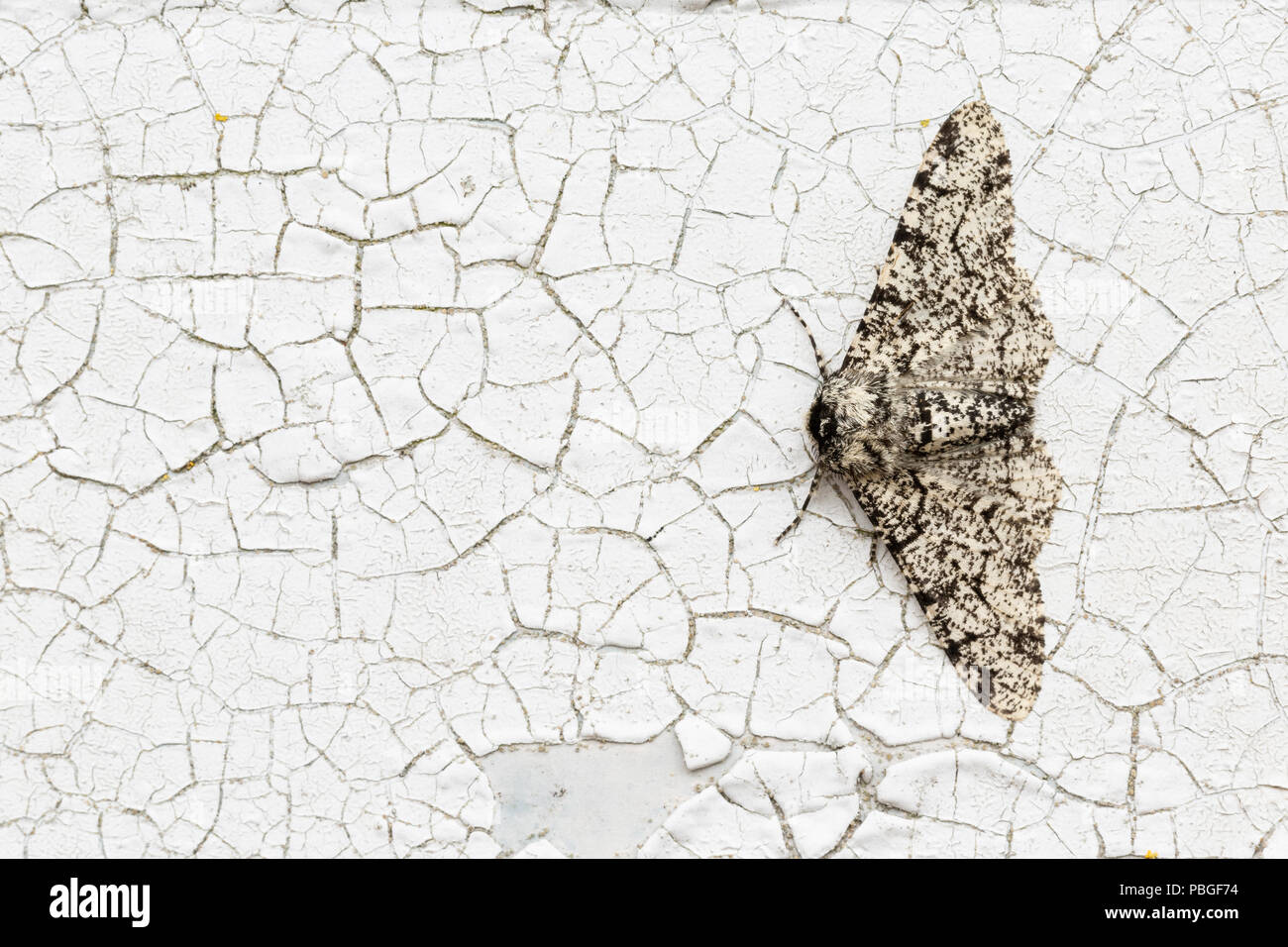 Peppered Moth, Biston betularia, f. typica, resting on a weathered ...