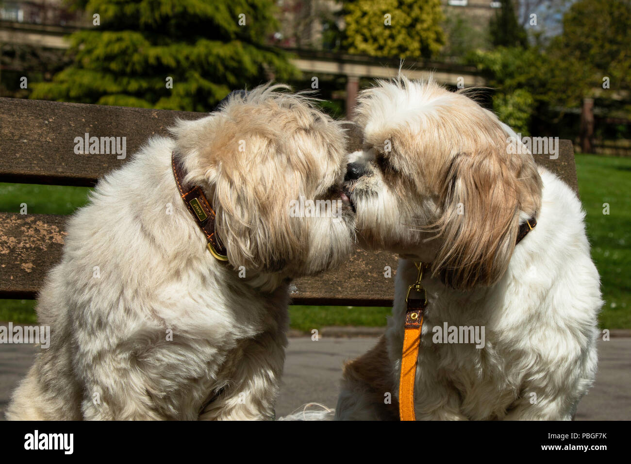 Two cute affectionate Shih Tzu Dogs sat on a park bench, Valley Gardens ...