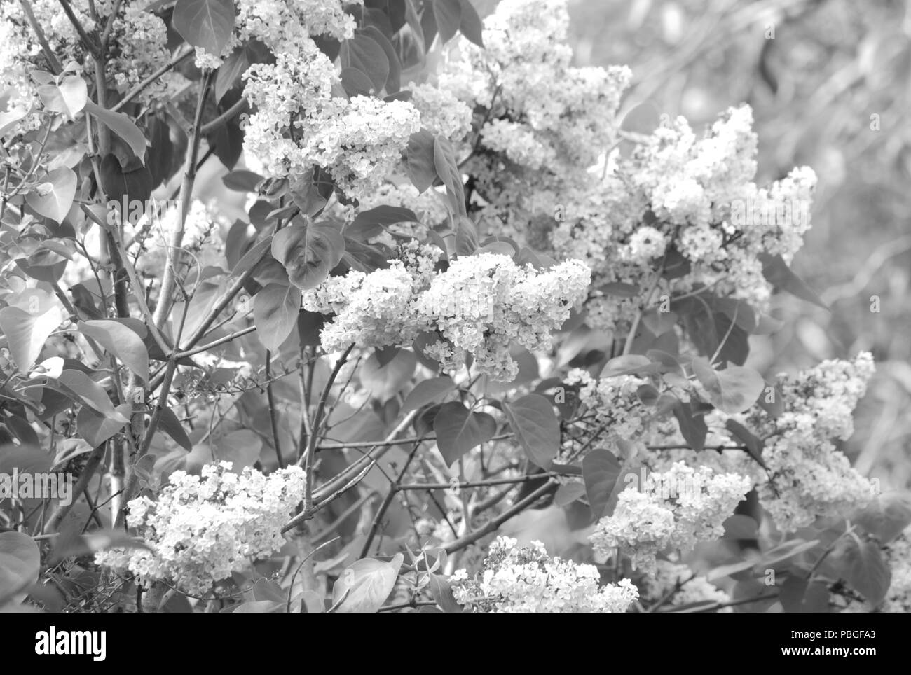 The lilac tree Black and White Stock Photos & Images - Alamy
