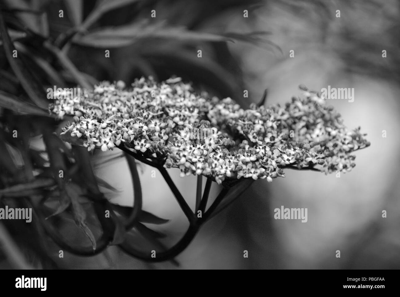 Monochome plant hi-res stock photography and images - Alamy