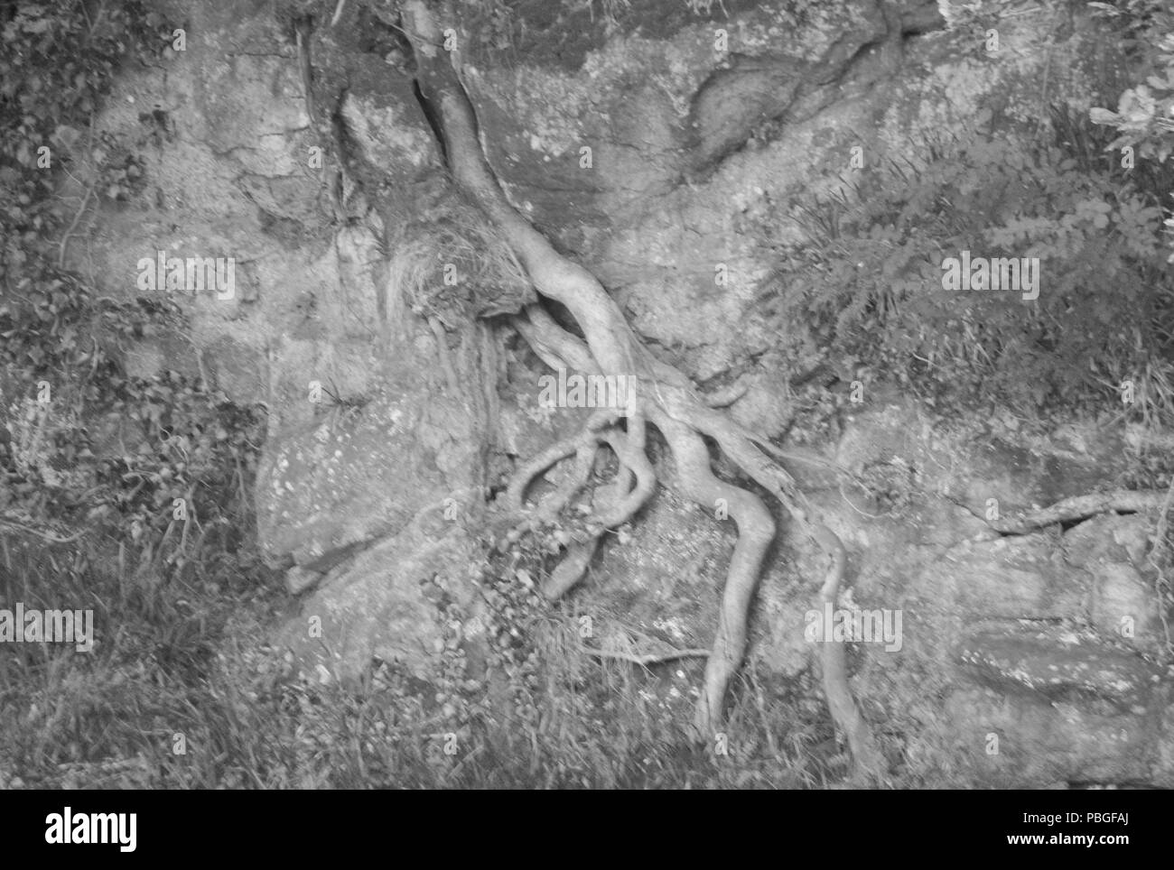 Beech tree root, monochrome Stock Photo - Alamy