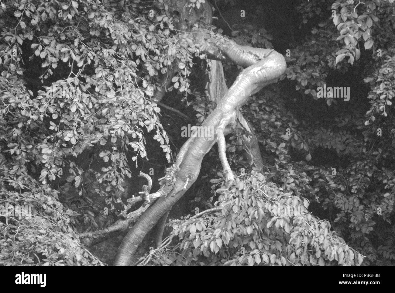 Tree root background Black and White Stock Photos & Images - Alamy