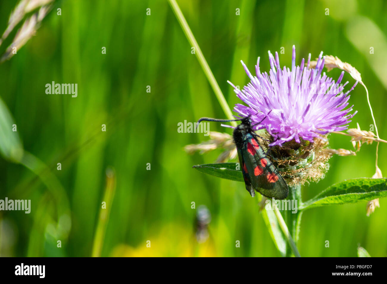 Narrow Bordered Five Spot Burnet Moth High Resolution Stock Photography ...