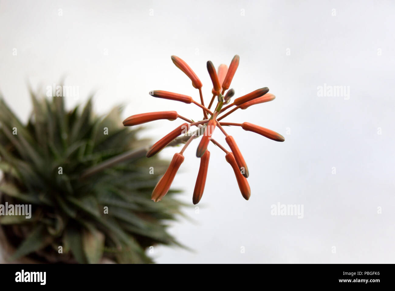 Tubular flower structure hi-res stock photography and images - Alamy