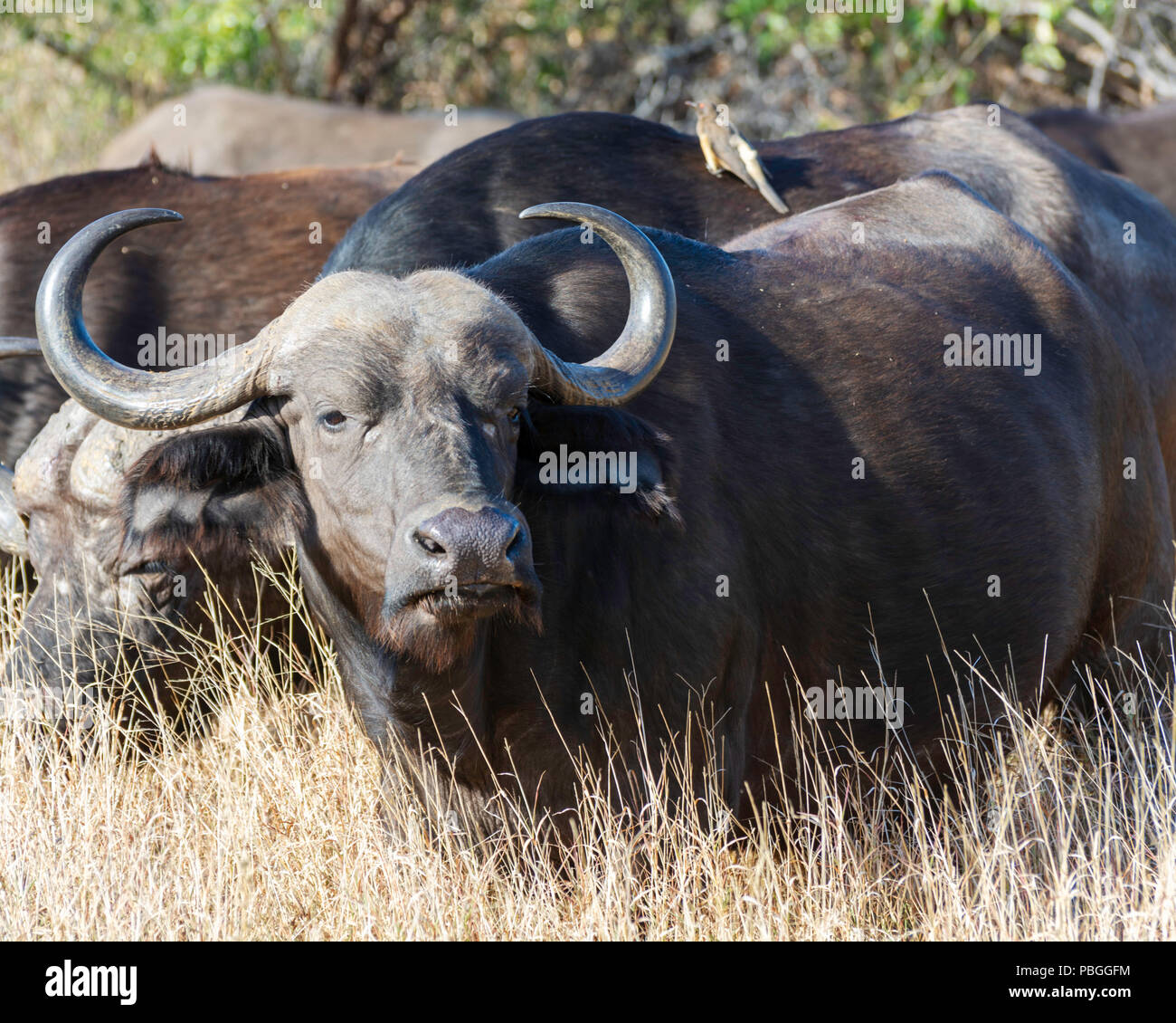 Buffalo photographs hi-res stock photography and images - Alamy