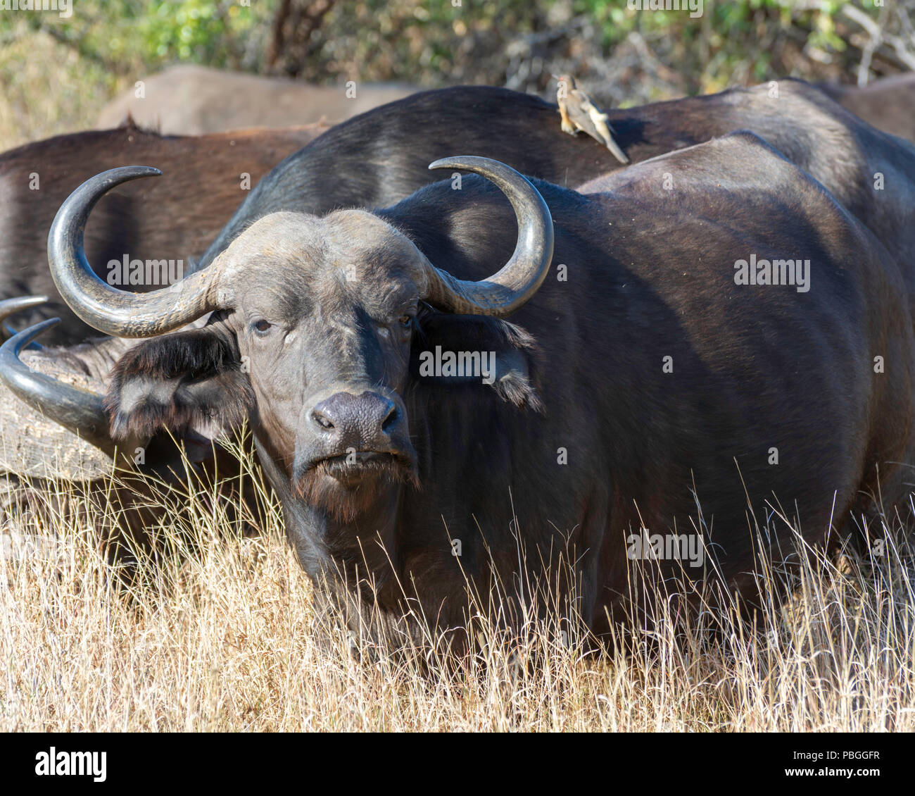 African Safari Lodge High Resolution Stock Photography and Images - Alamy