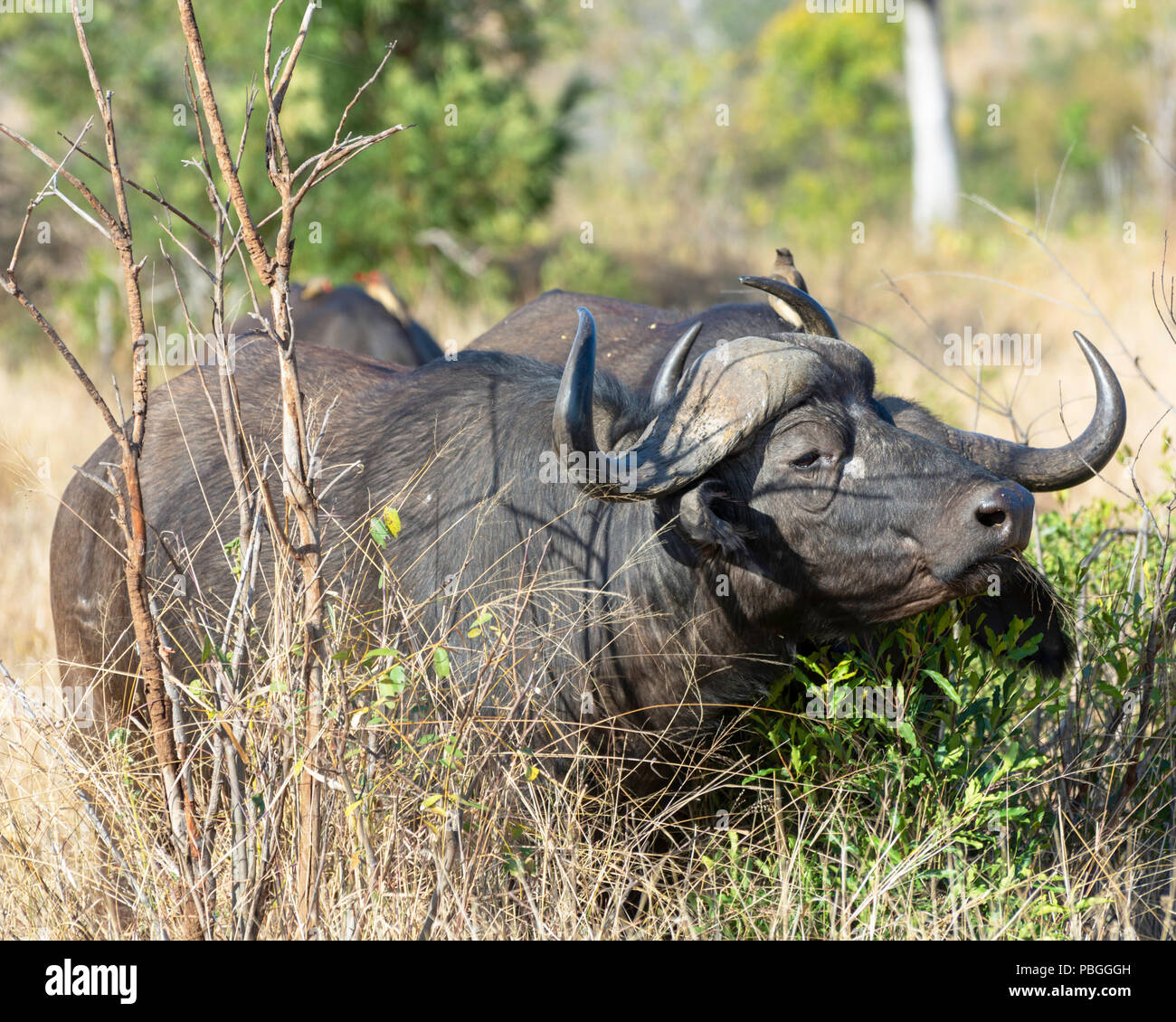 Cape buffalo photo hi-res stock photography and images - Alamy