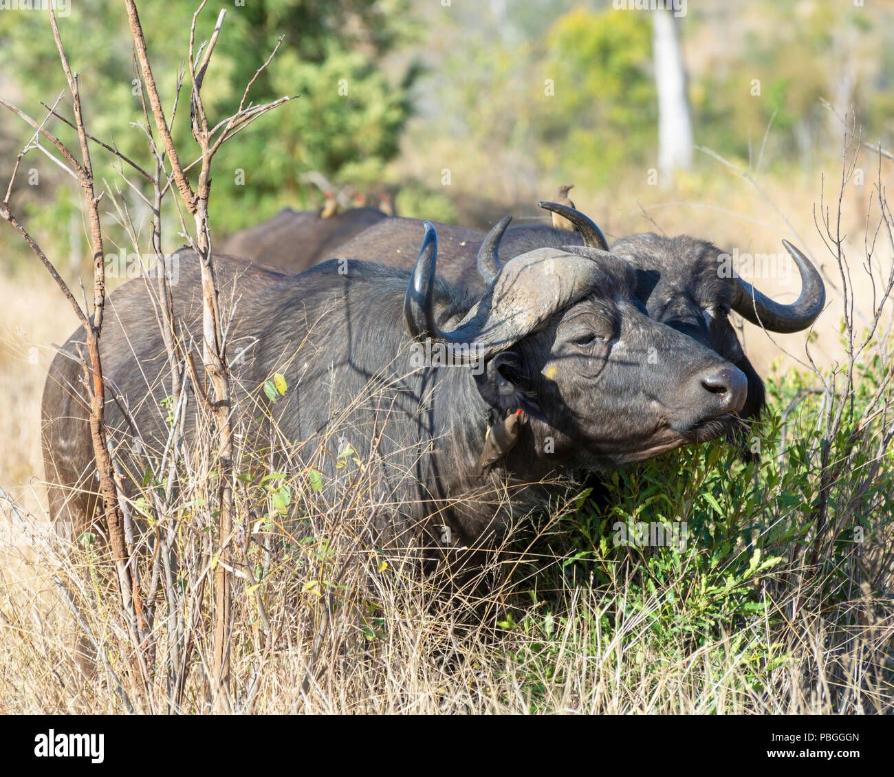 Photo cape buffalo hi-res stock photography and images - Alamy