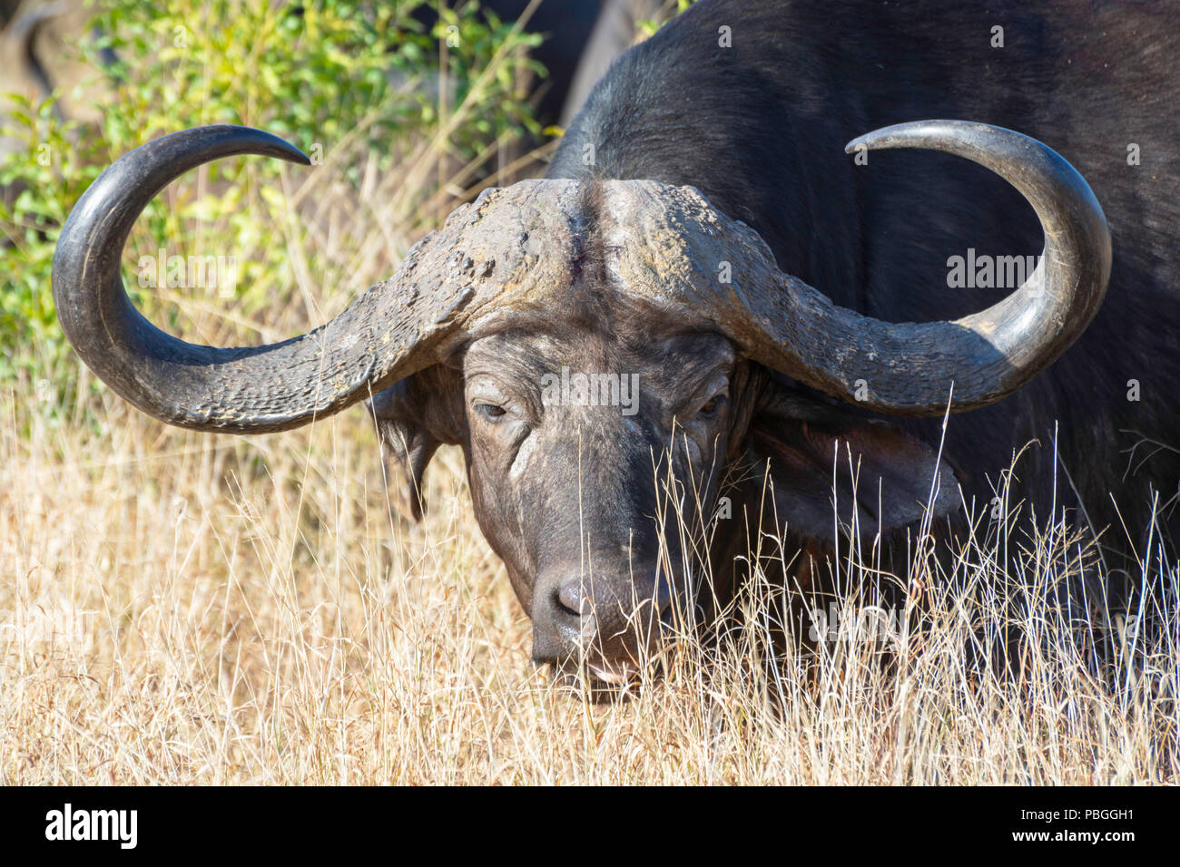 Photo cape buffalo hi-res stock photography and images - Alamy