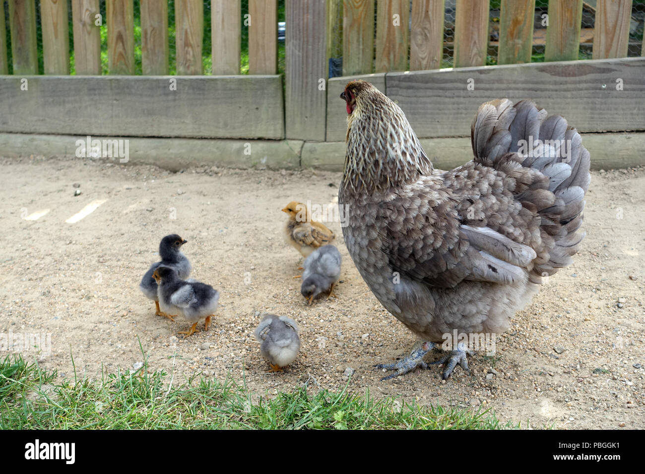 single chicken with her chicks Stock Photo - Alamy