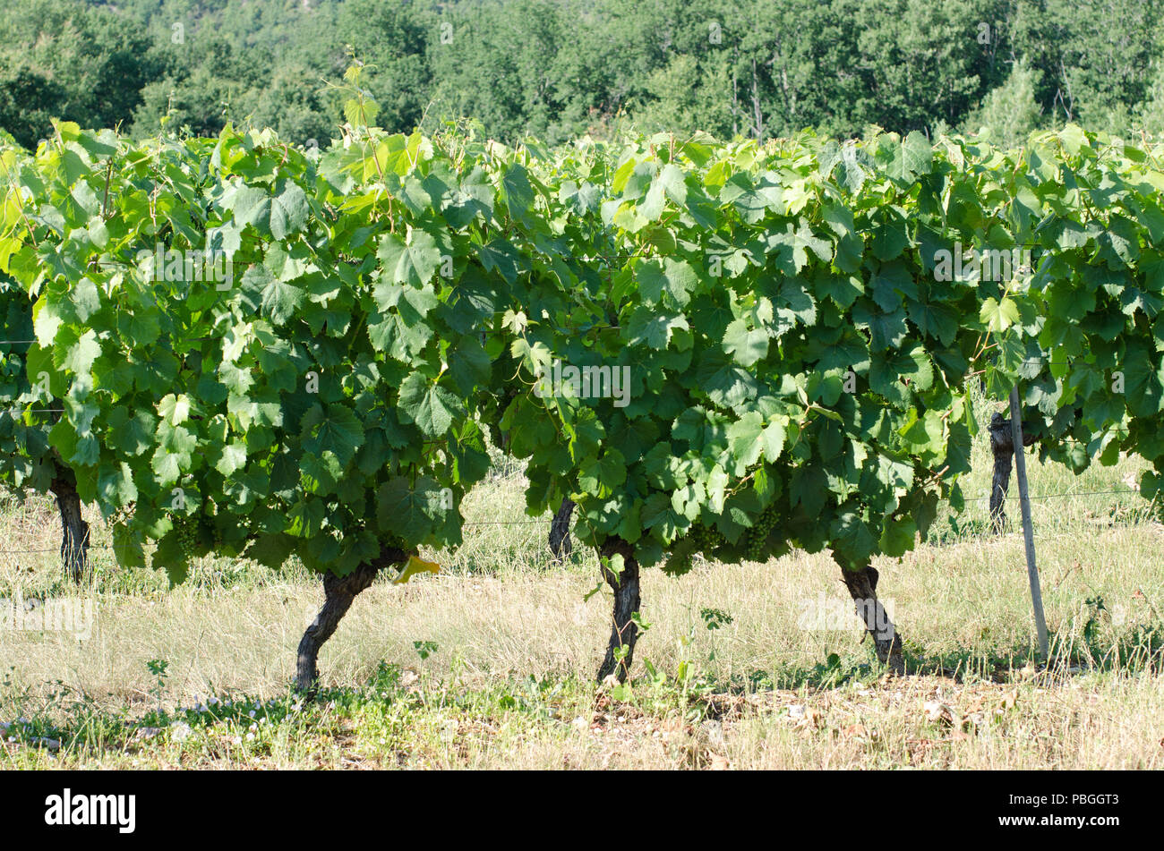 Grape bushes in vineyard hi-res stock photography and images - Alamy