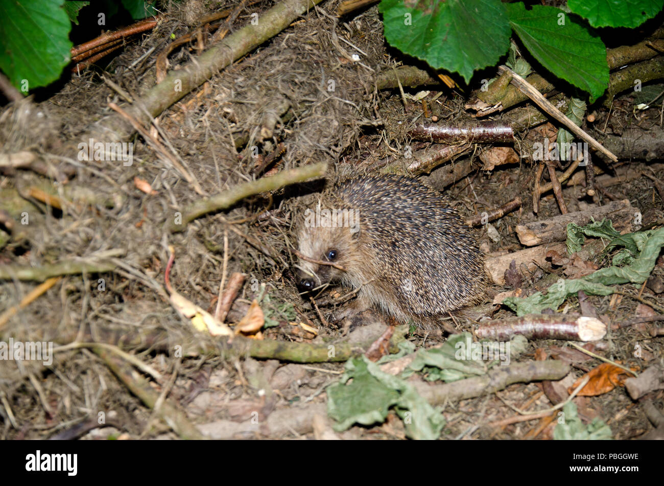 Hedgehog trying to hide Stock Photo - Alamy